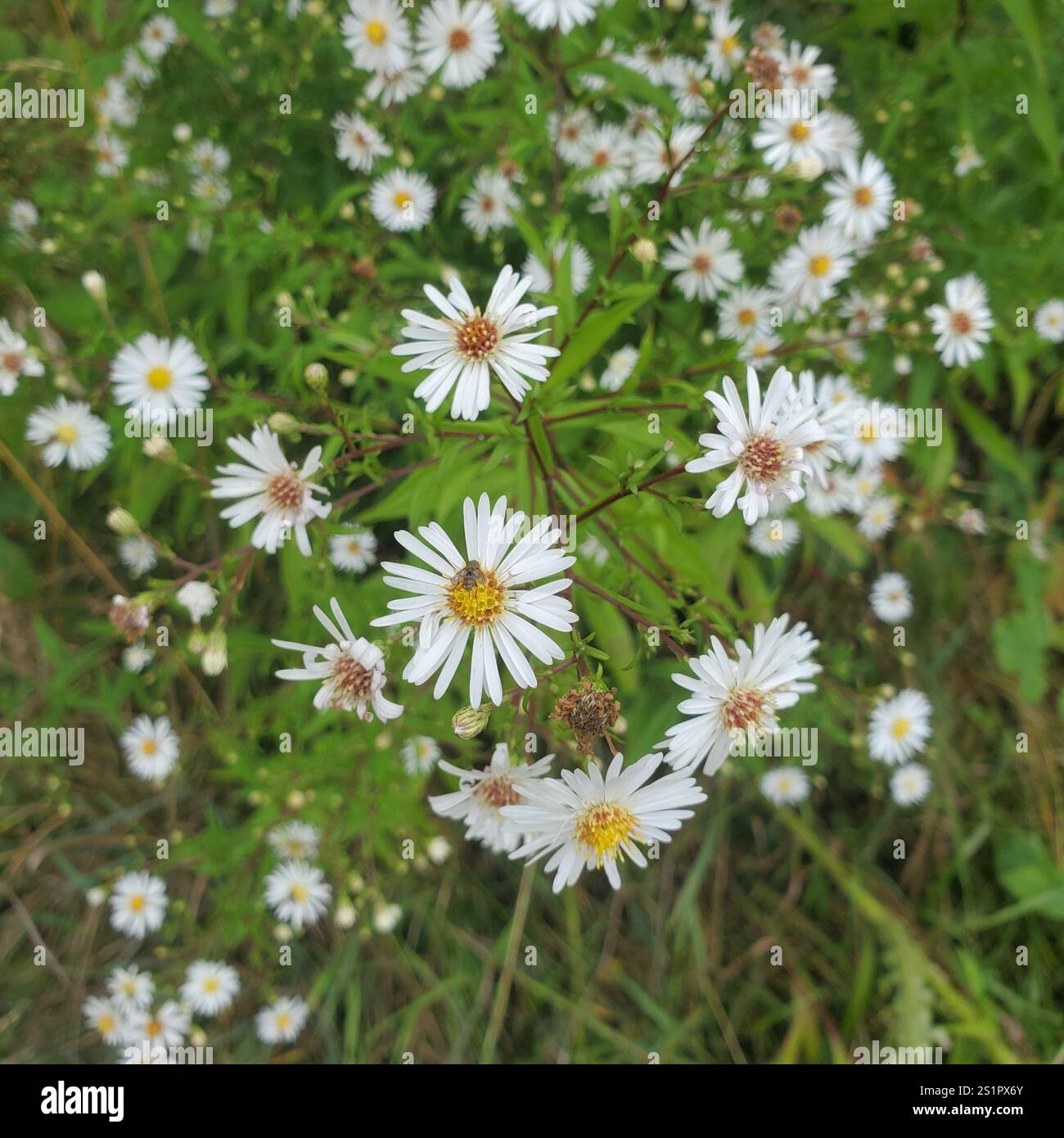 American asters (Symphyotrichum Stock Photo - Alamy