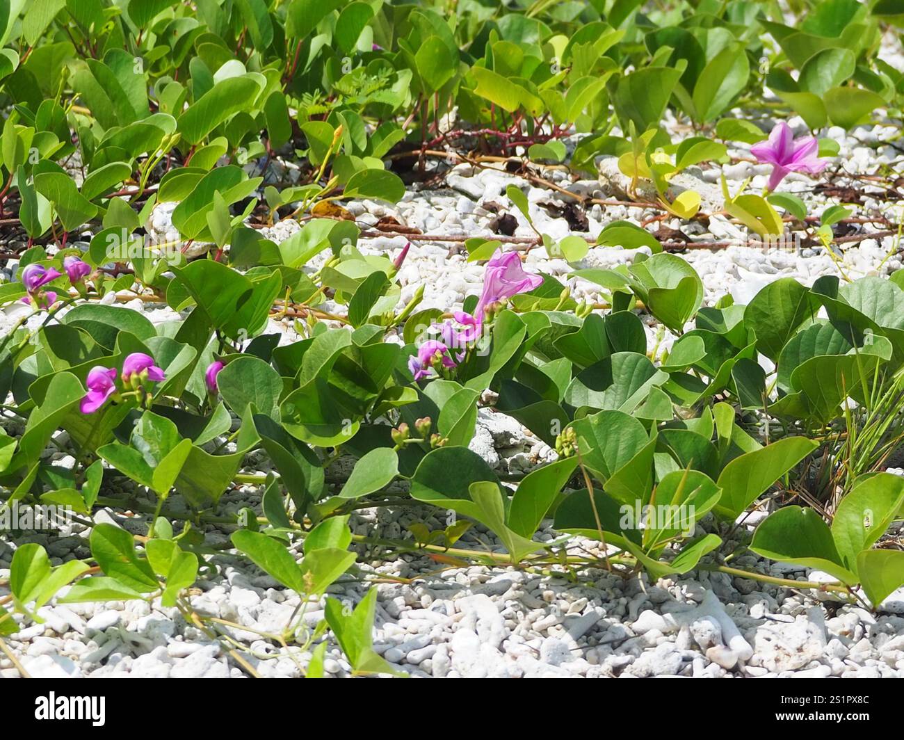 Beach Bean (Canavalia rosea Stock Photo - Alamy