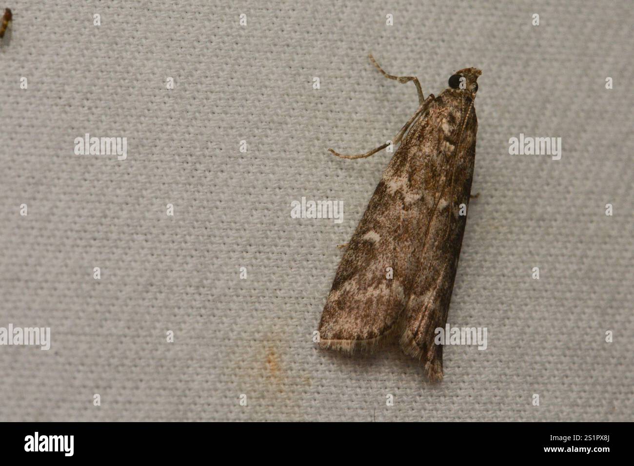 Conifer Coneworm Moths (Dioryctria Stock Photo - Alamy