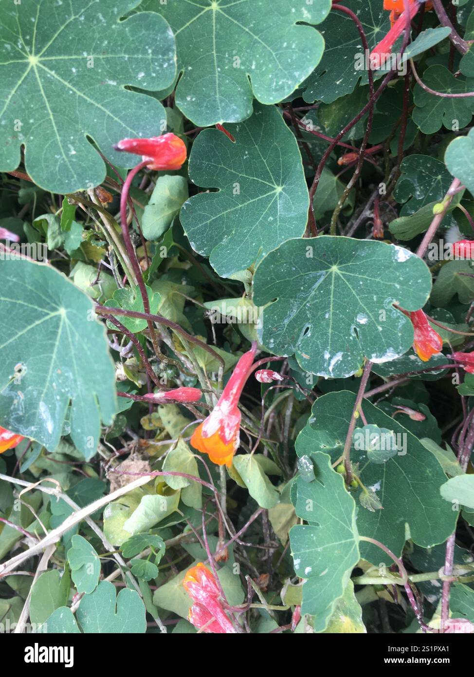 mashua (Tropaeolum tuberosum Stock Photo - Alamy