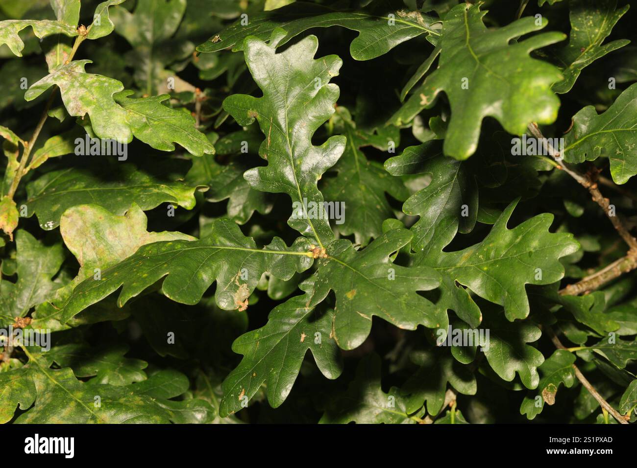 English oak (Quercus robur Stock Photo - Alamy