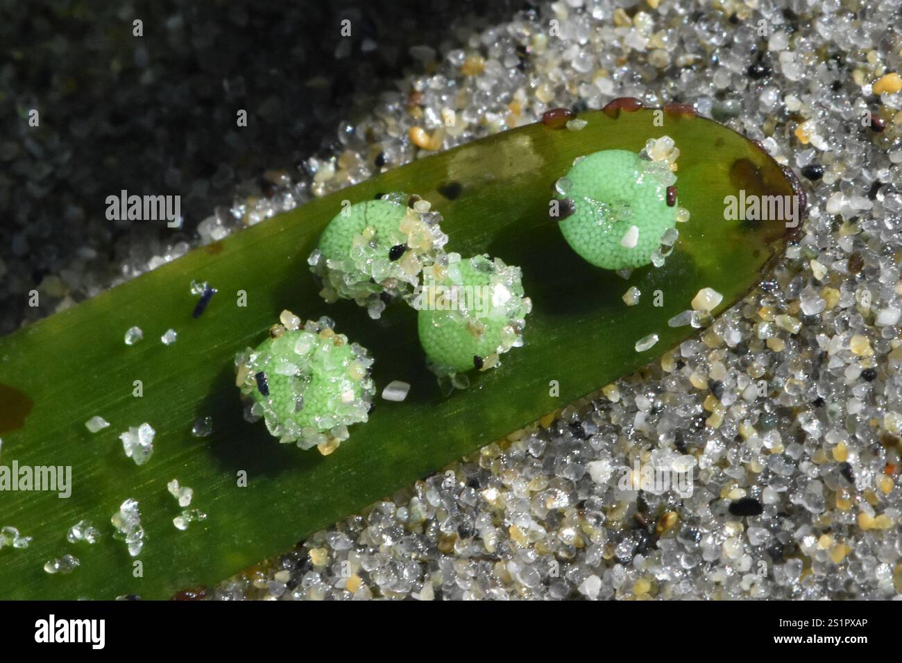 Lacuna Snails (Lacuna Stock Photo - Alamy