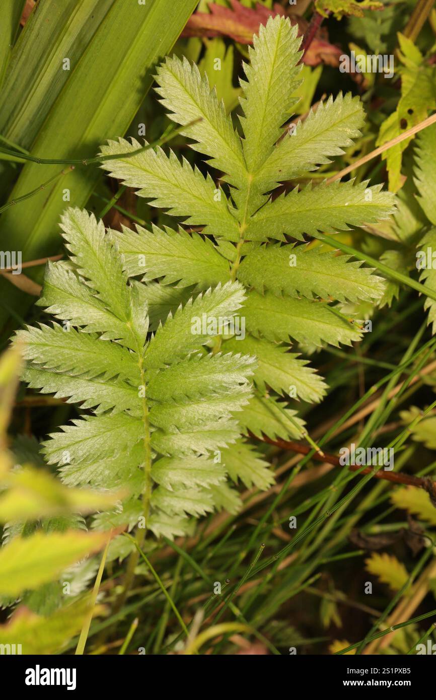 common silverweed (Argentina anserina Stock Photo - Alamy