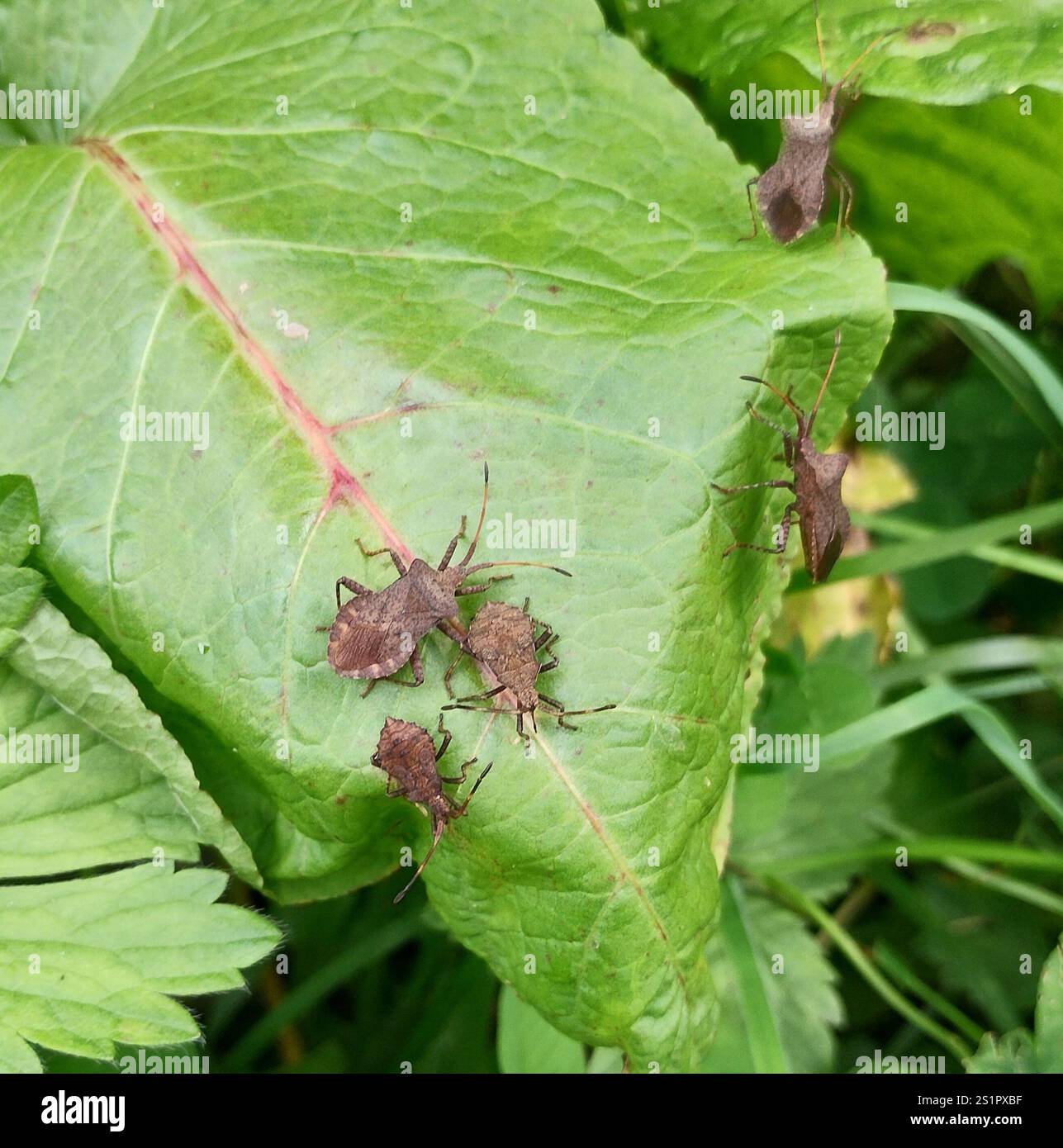 Dock Bug (Coreus marginatus Stock Photo - Alamy