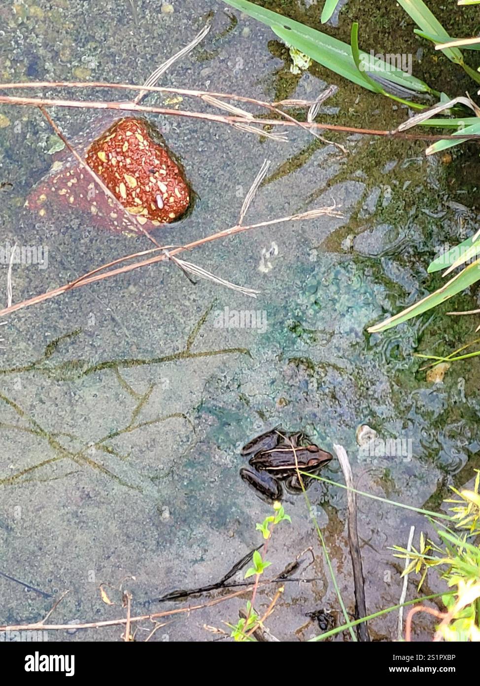 Southern Leopard Frog (Lithobates sphenocephalus Stock Photo - Alamy