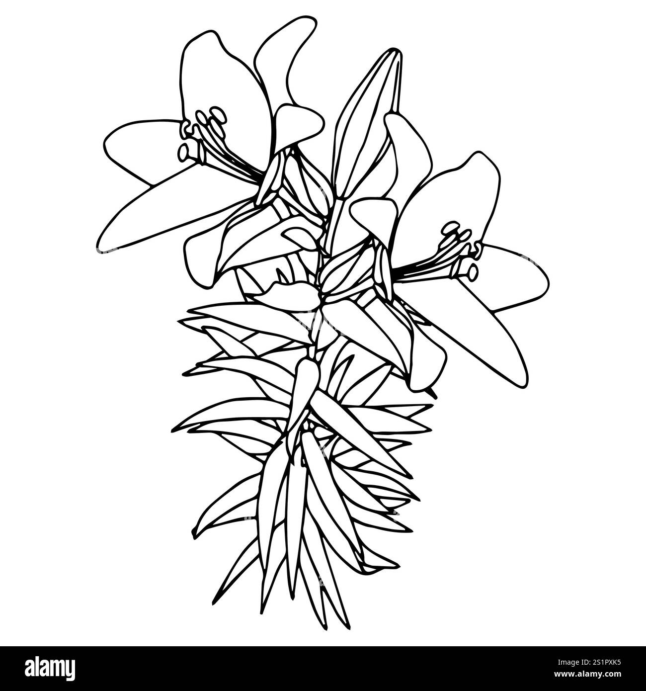 Bouquet of lilies in doodle style. Openwork illustration isolated on white background Stock ...