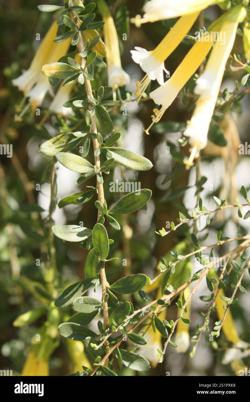 Sacred flower of the Incas (Cantua buxifolia Stock Photo - Alamy