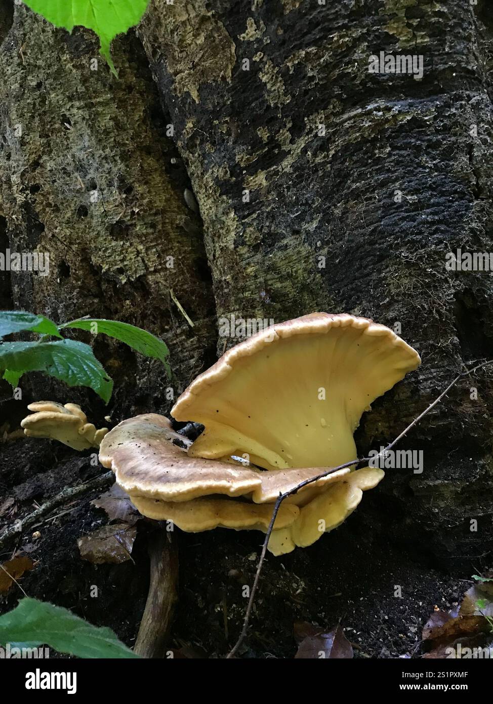 Giant Polypore (Meripilus giganteus Stock Photo - Alamy