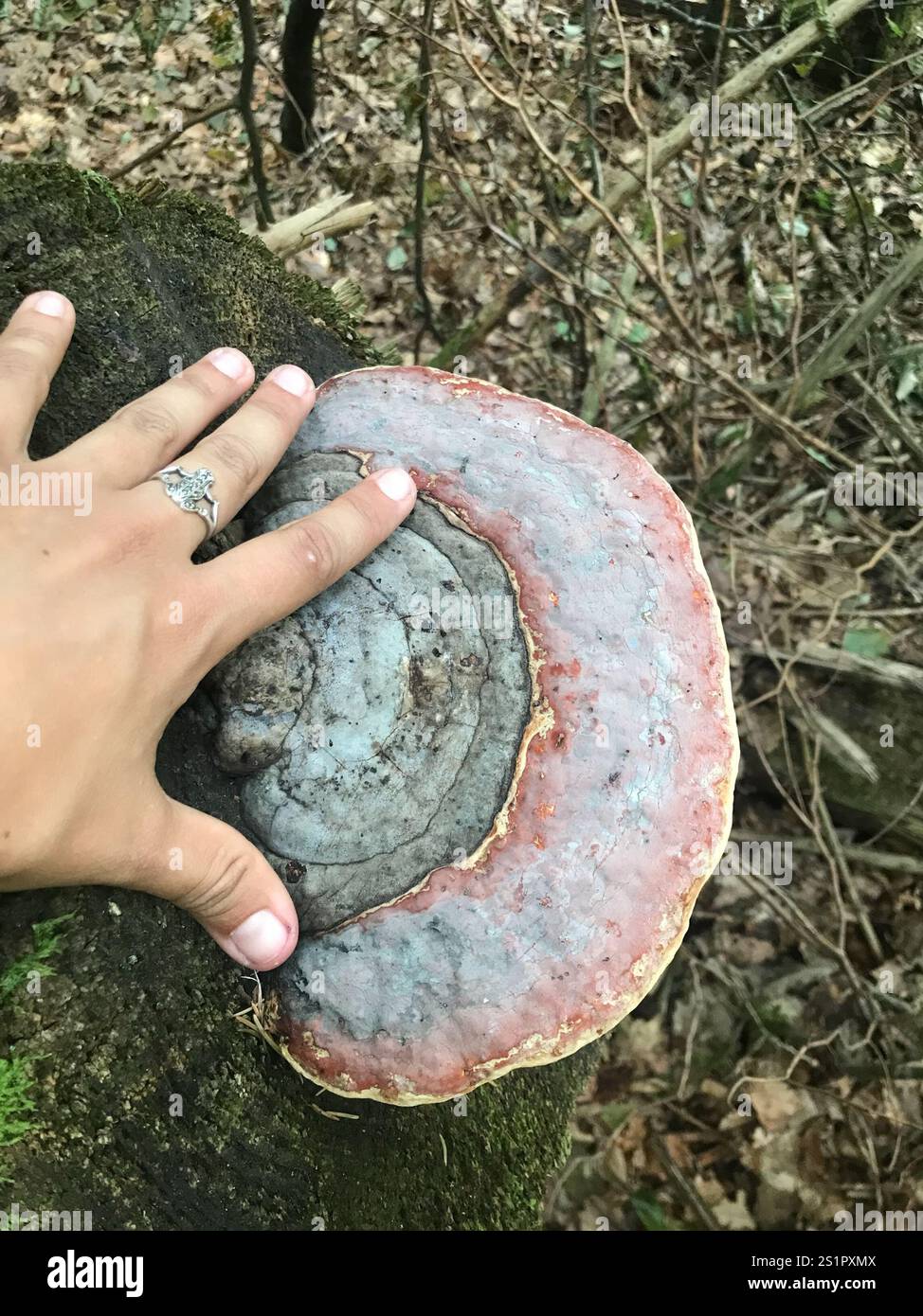 Red-banded Polypore (Fomitopsis pinicola Stock Photo - Alamy