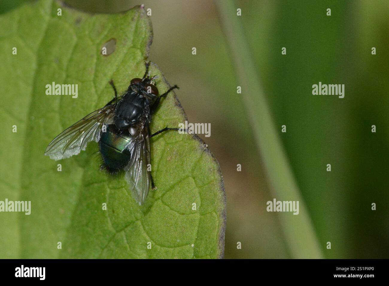 Blow Flies (Calliphoridae Stock Photo - Alamy