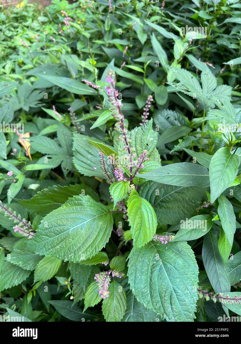 beefsteak plant (Perilla frutescens Stock Photo - Alamy