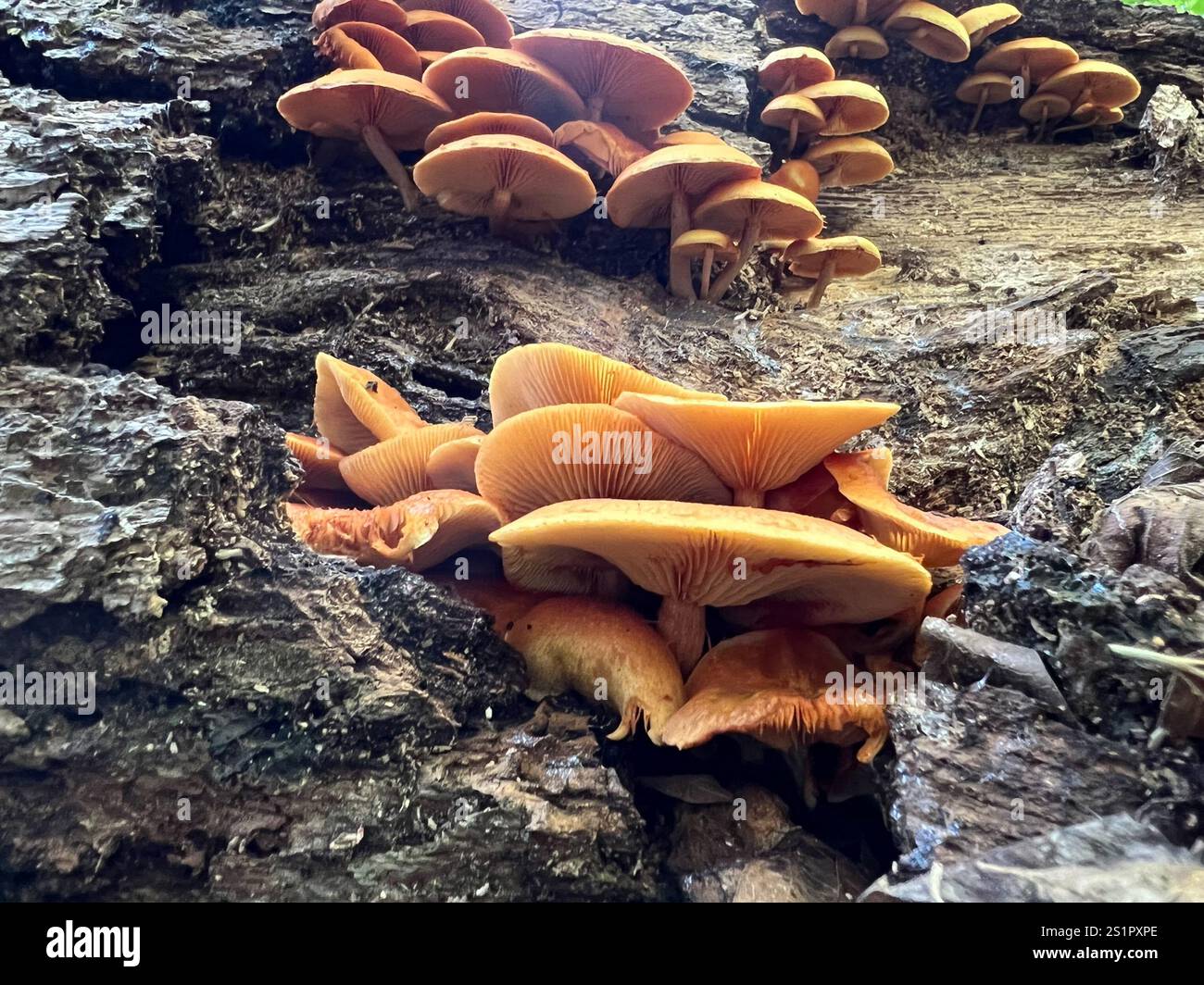 Stinking Orange Oyster (Phyllotopsis nidulans Stock Photo - Alamy