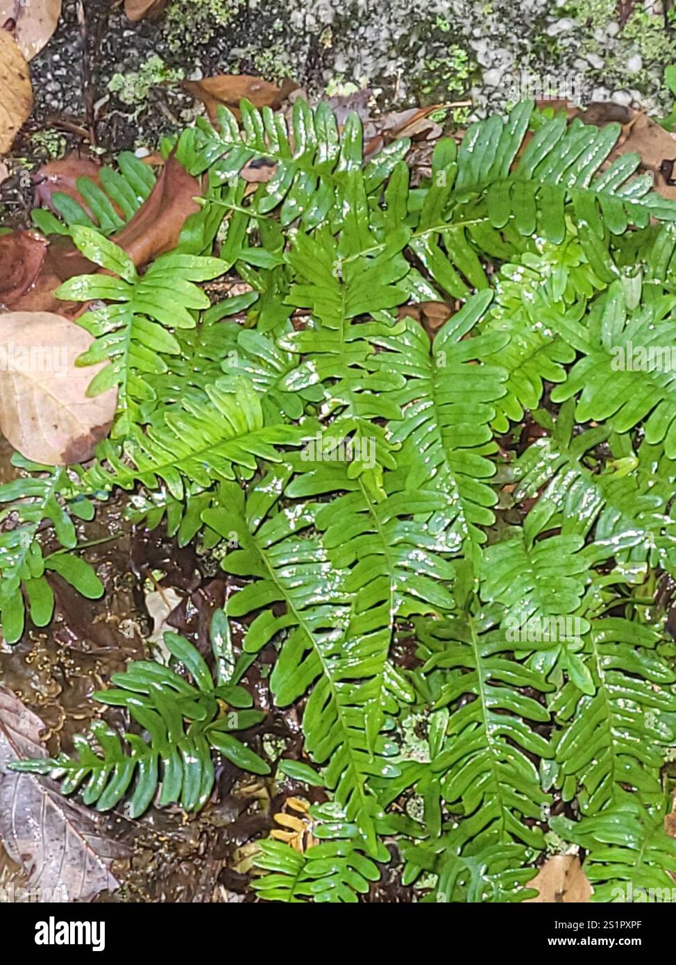rock polypody (Polypodium virginianum Stock Photo - Alamy