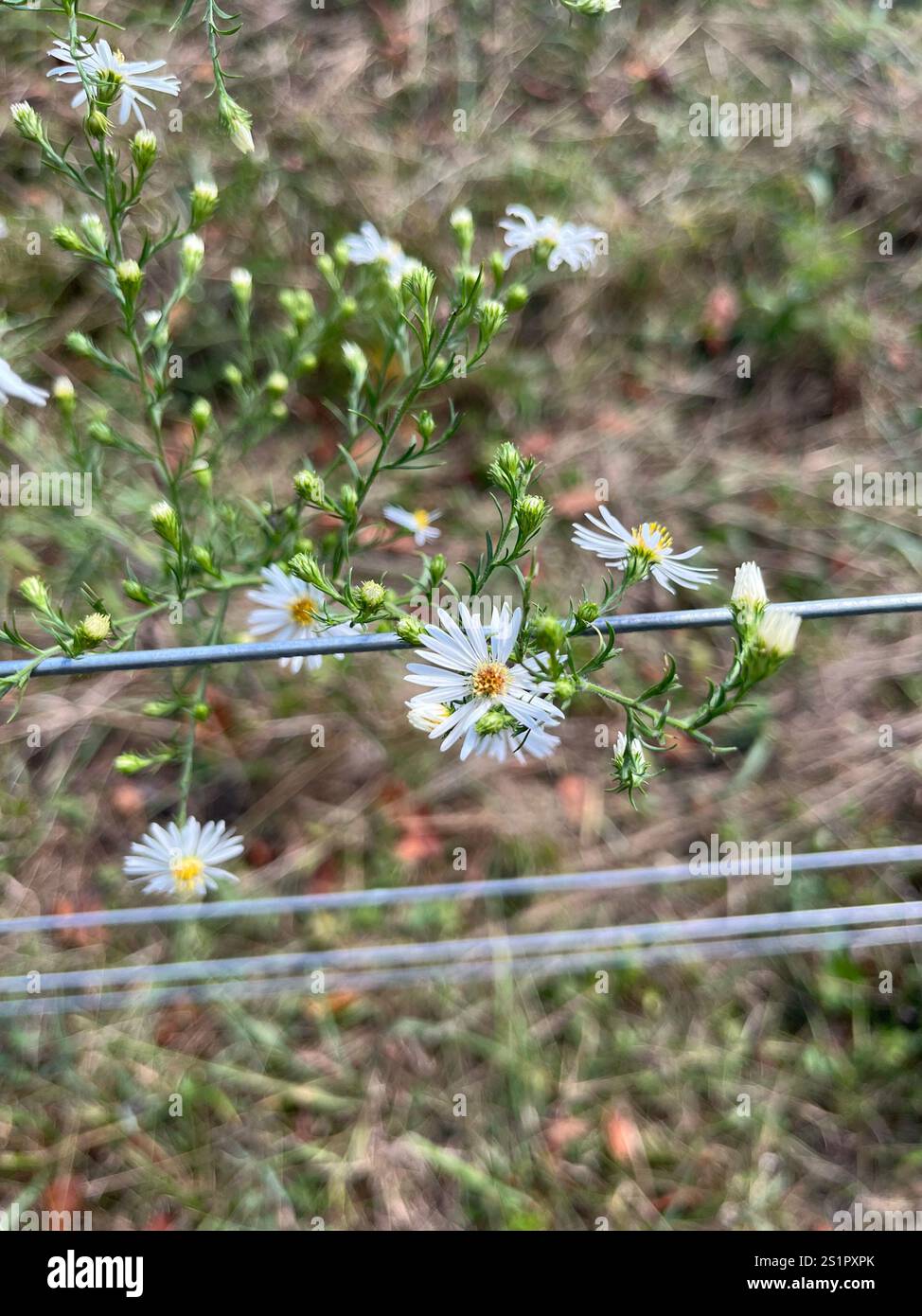 hairy white oldfield aster (Symphyotrichum pilosum Stock Photo - Alamy