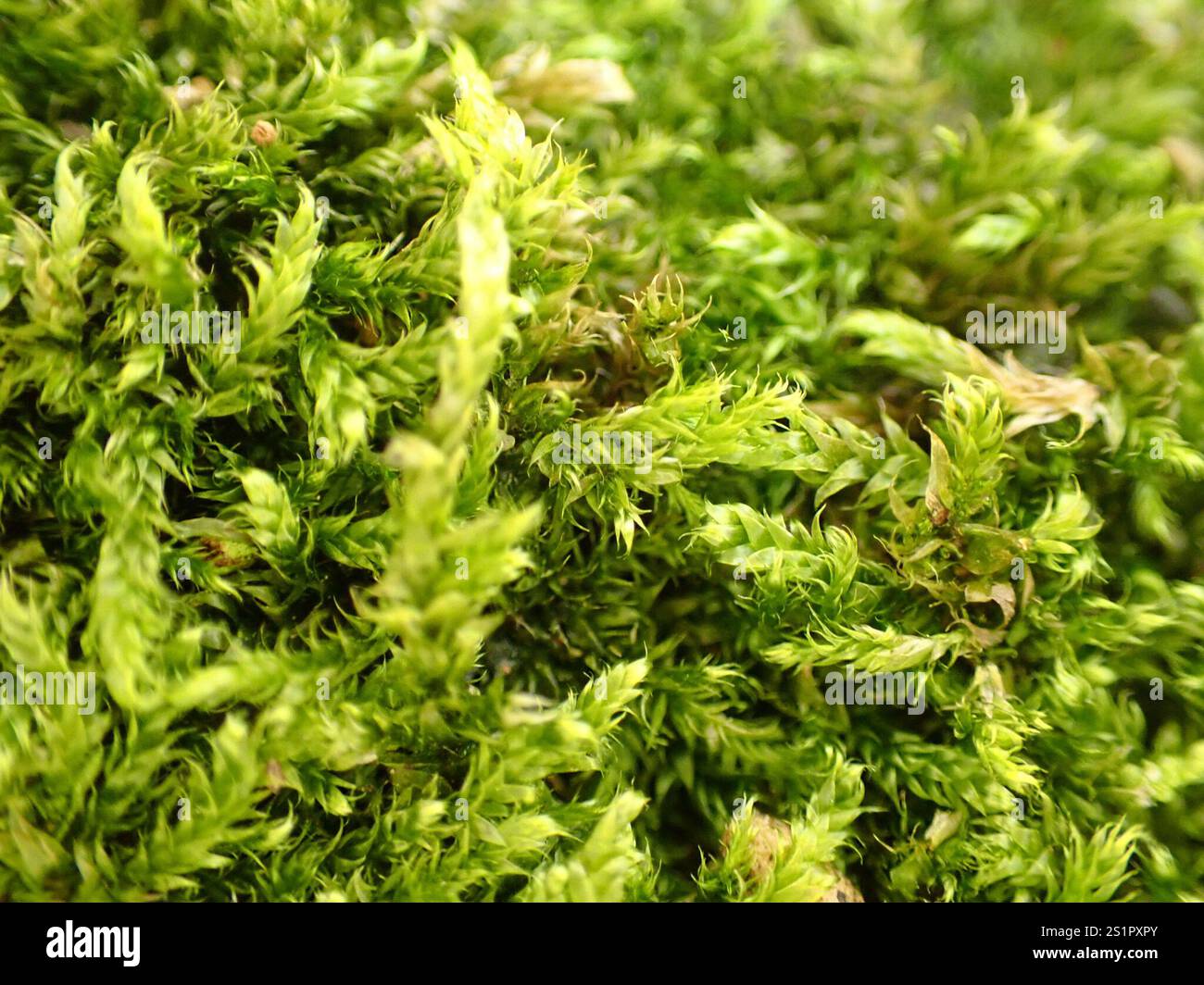 Rough-stalked Feather-moss (Brachythecium rutabulum Stock Photo - Alamy