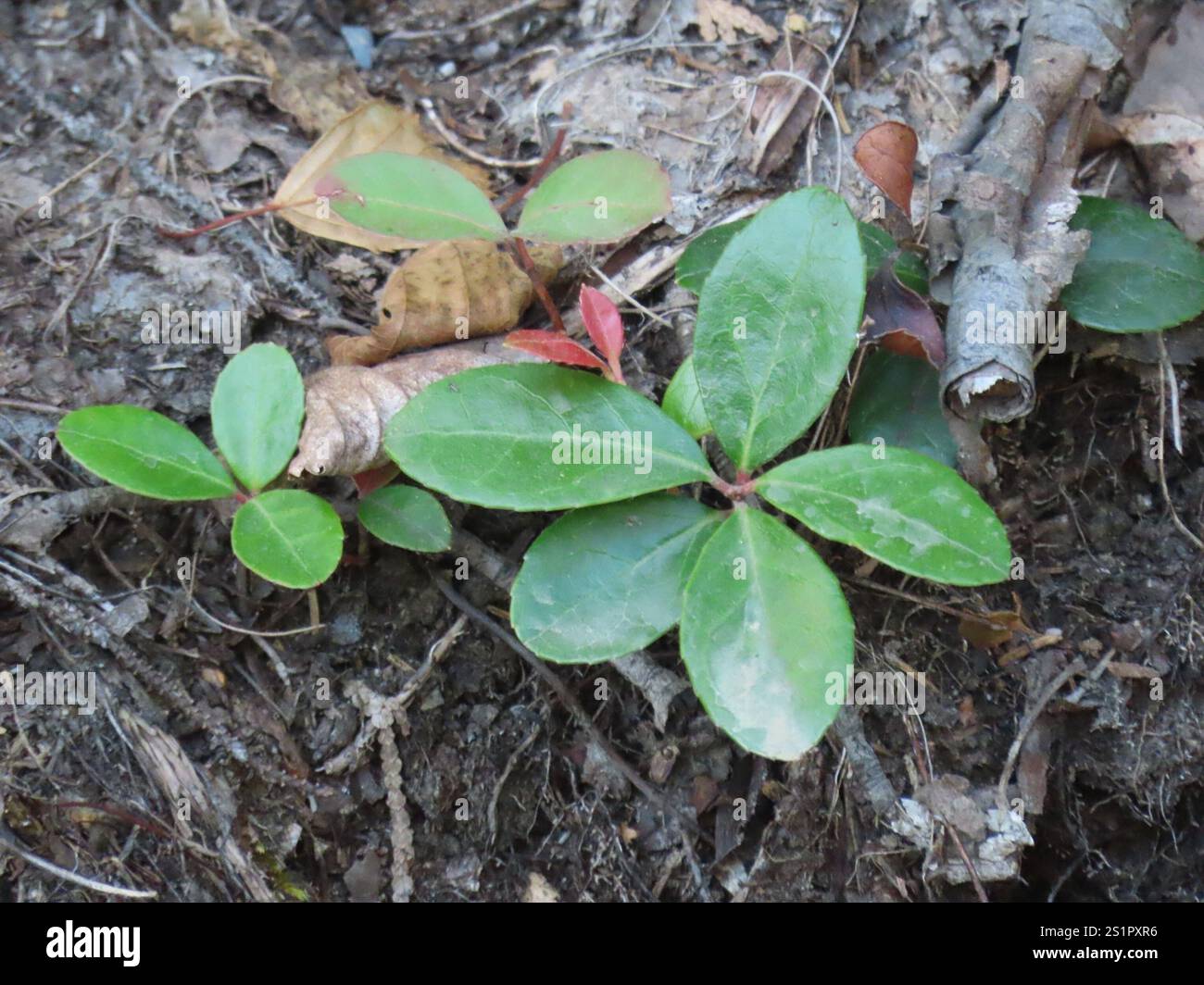 Eastern Teaberry (Gaultheria procumbens Stock Photo - Alamy