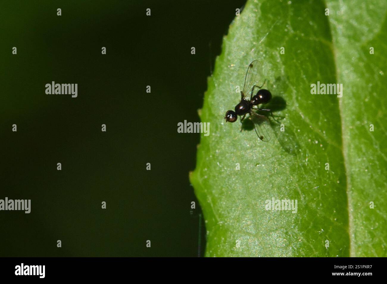 Sepsidae hi-res stock photography and images - Alamy
