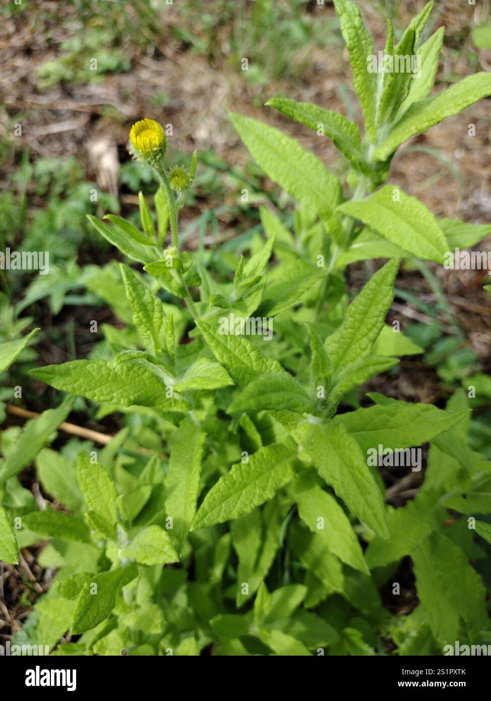 Common Fleabane (Pulicaria dysenterica Stock Photo - Alamy
