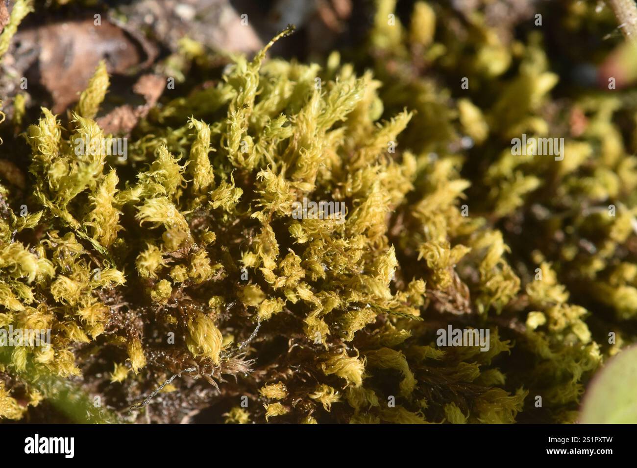 ribbed bog moss (Aulacomnium palustre Stock Photo - Alamy