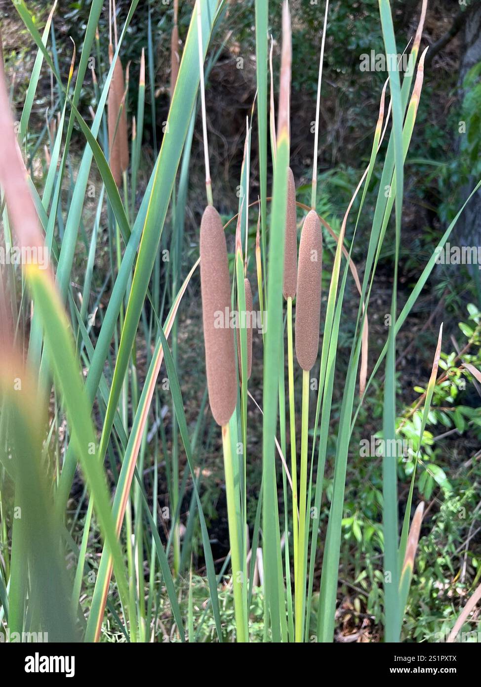 southern cattail (Typha domingensis Stock Photo - Alamy