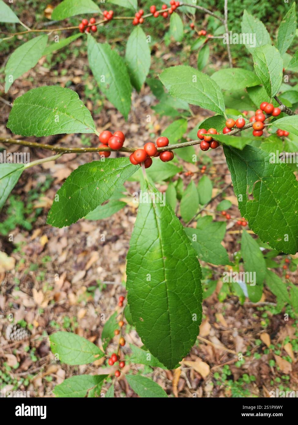 winterberry holly (Ilex verticillata Stock Photo - Alamy