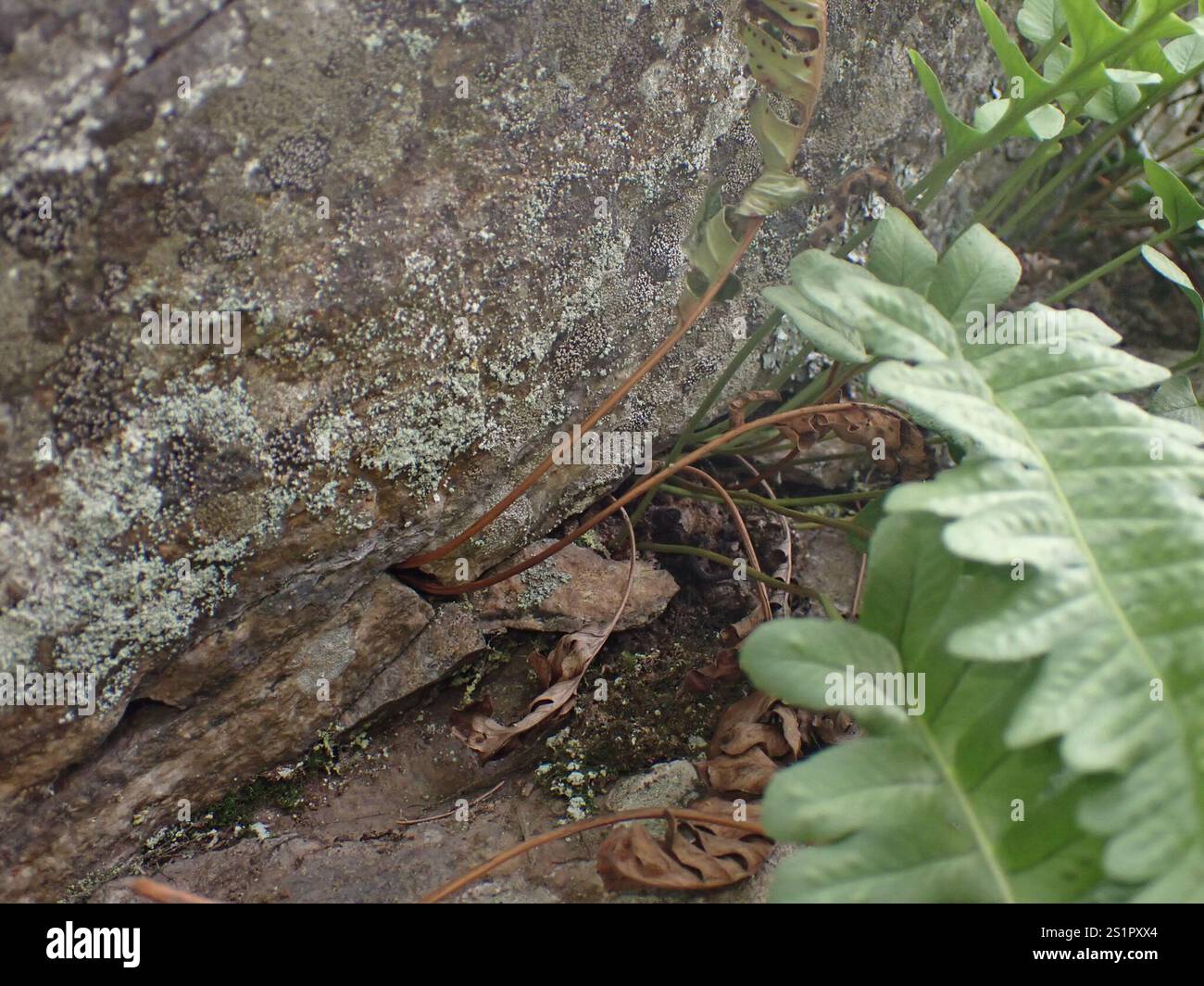 western polypody (Polypodium hesperium Stock Photo - Alamy