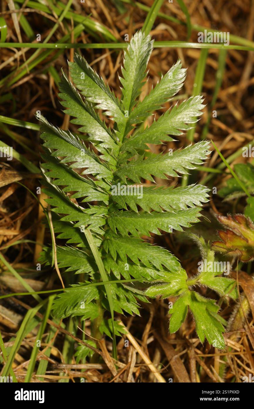 common silverweed (Argentina anserina Stock Photo - Alamy