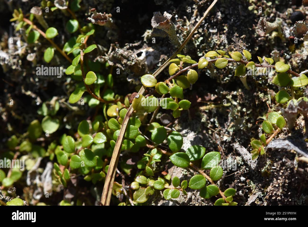 creeping snowberry (Gaultheria hispidula Stock Photo - Alamy