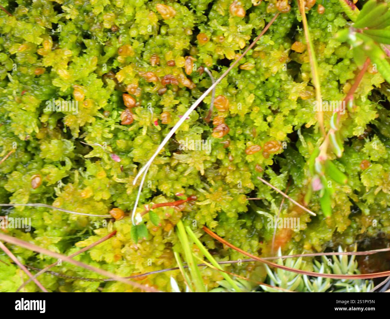 Low Peatmoss (Sphagnum compactum Stock Photo - Alamy