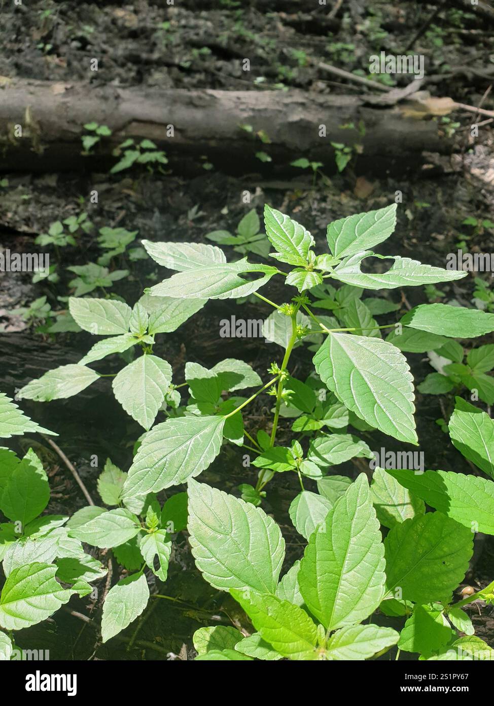 three-seeded mercuries (Acalypha Stock Photo - Alamy