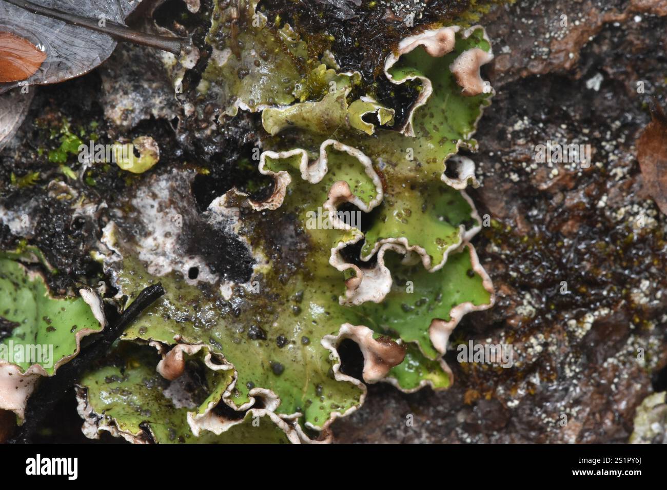 freckled pelt lichen (Peltigera aphthosa Stock Photo - Alamy