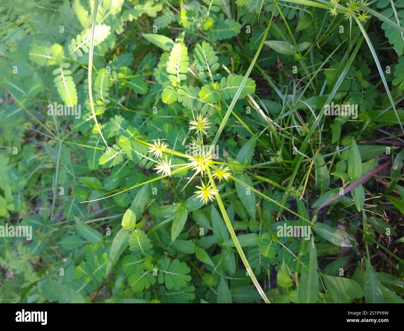Baldwin's Flatsedge (Cyperus croceus Stock Photo - Alamy