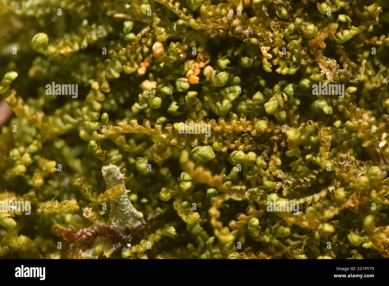 Comb Notchwort (Sphenolobus minutus Stock Photo - Alamy