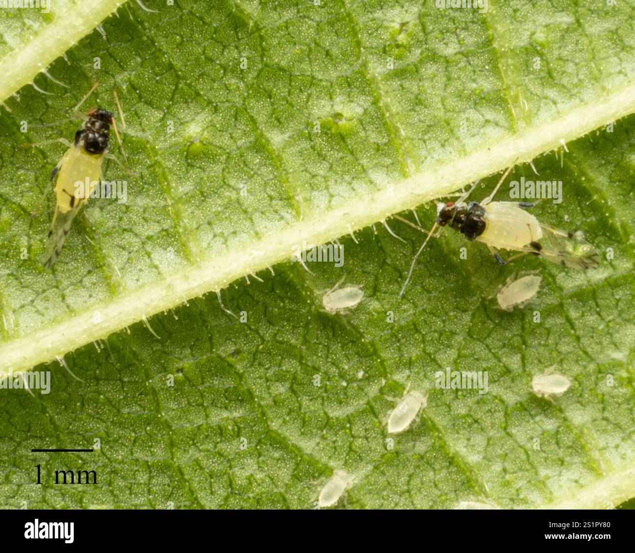 Japanese elm aphid (Tinocallis takachihoensis Stock Photo - Alamy