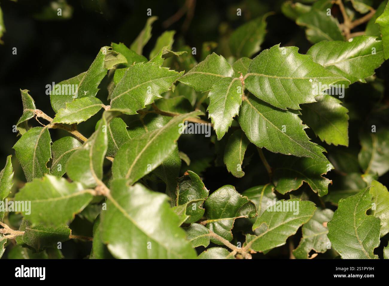 Holm oak (Quercus ilex Stock Photo - Alamy