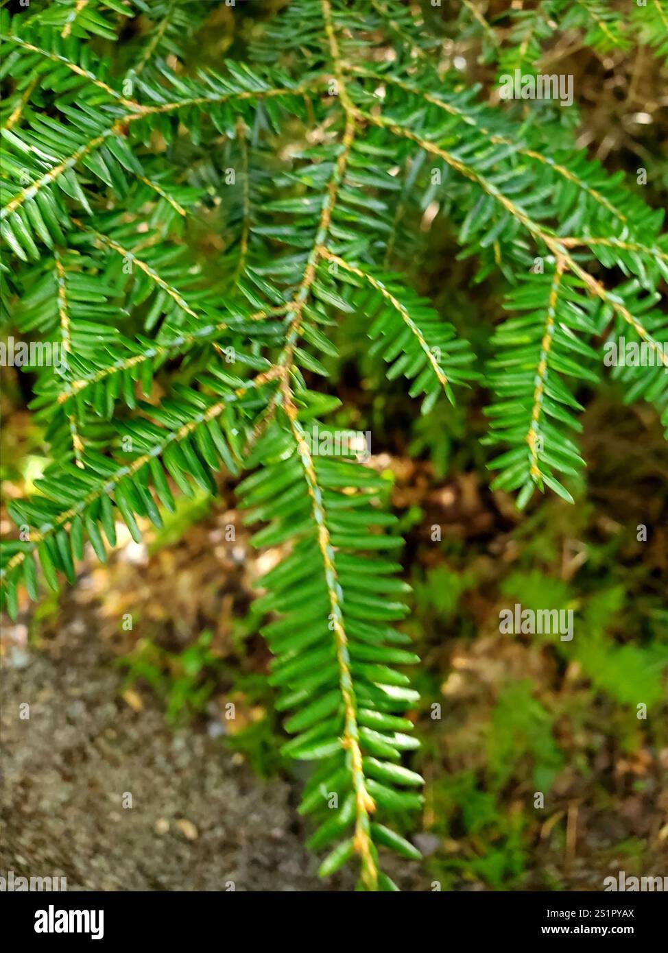 eastern hemlock (Tsuga canadensis Stock Photo - Alamy