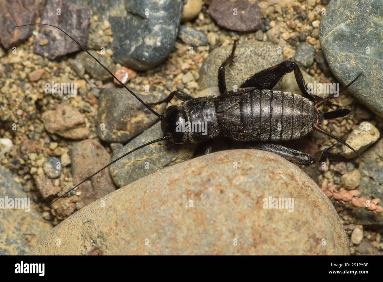 Spring Field Cricket (Gryllus veletis Stock Photo - Alamy