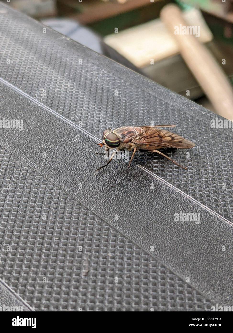 Furrowed Horse Fly (Tabanus sulcifrons Stock Photo - Alamy