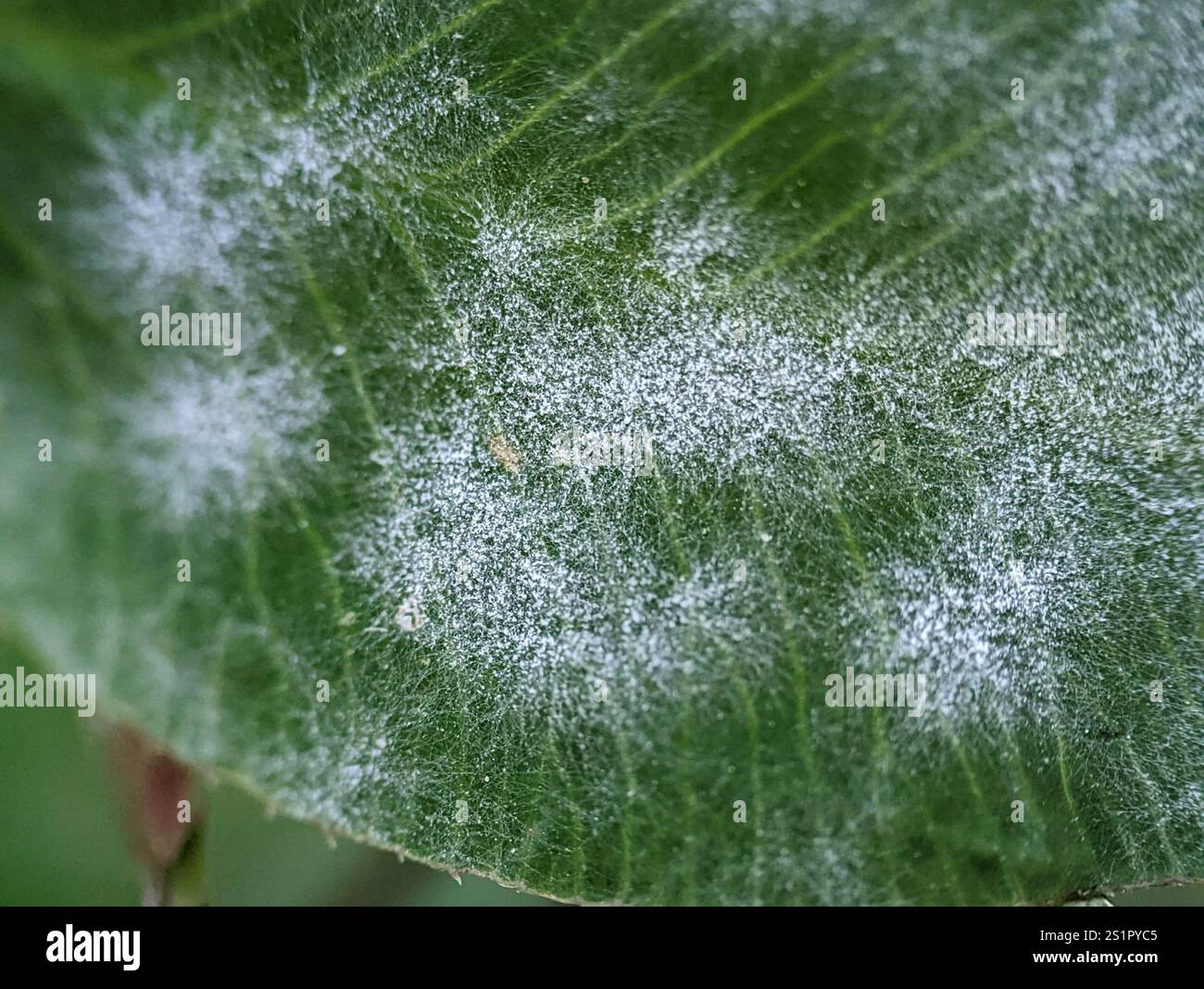 legume powdery mildew group (Erysiphe pisi Stock Photo - Alamy