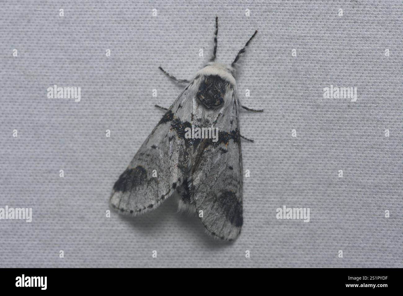 Zigzag Furcula Moth (Furcula scolopendrina Stock Photo - Alamy