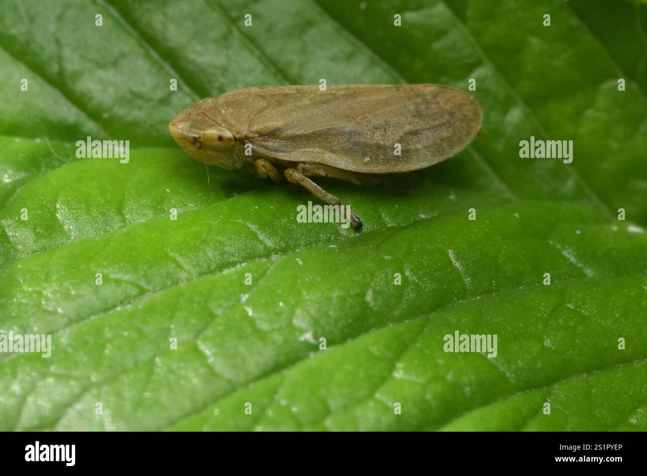 Meadow Spittlebug (Philaenus spumarius Stock Photo - Alamy