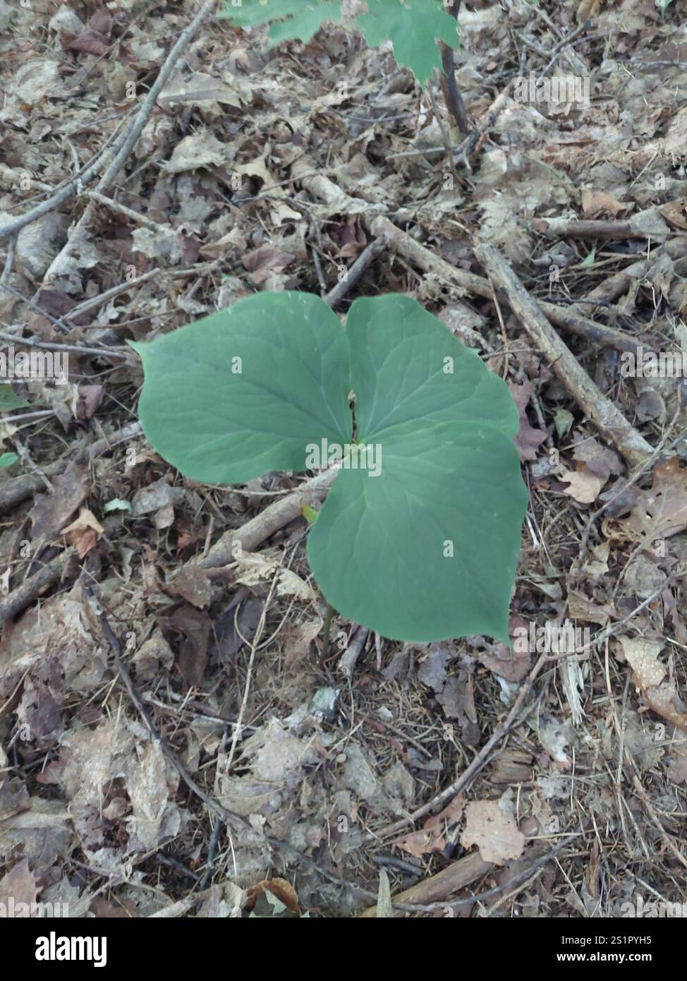 nodding trillium (Trillium cernuum Stock Photo - Alamy