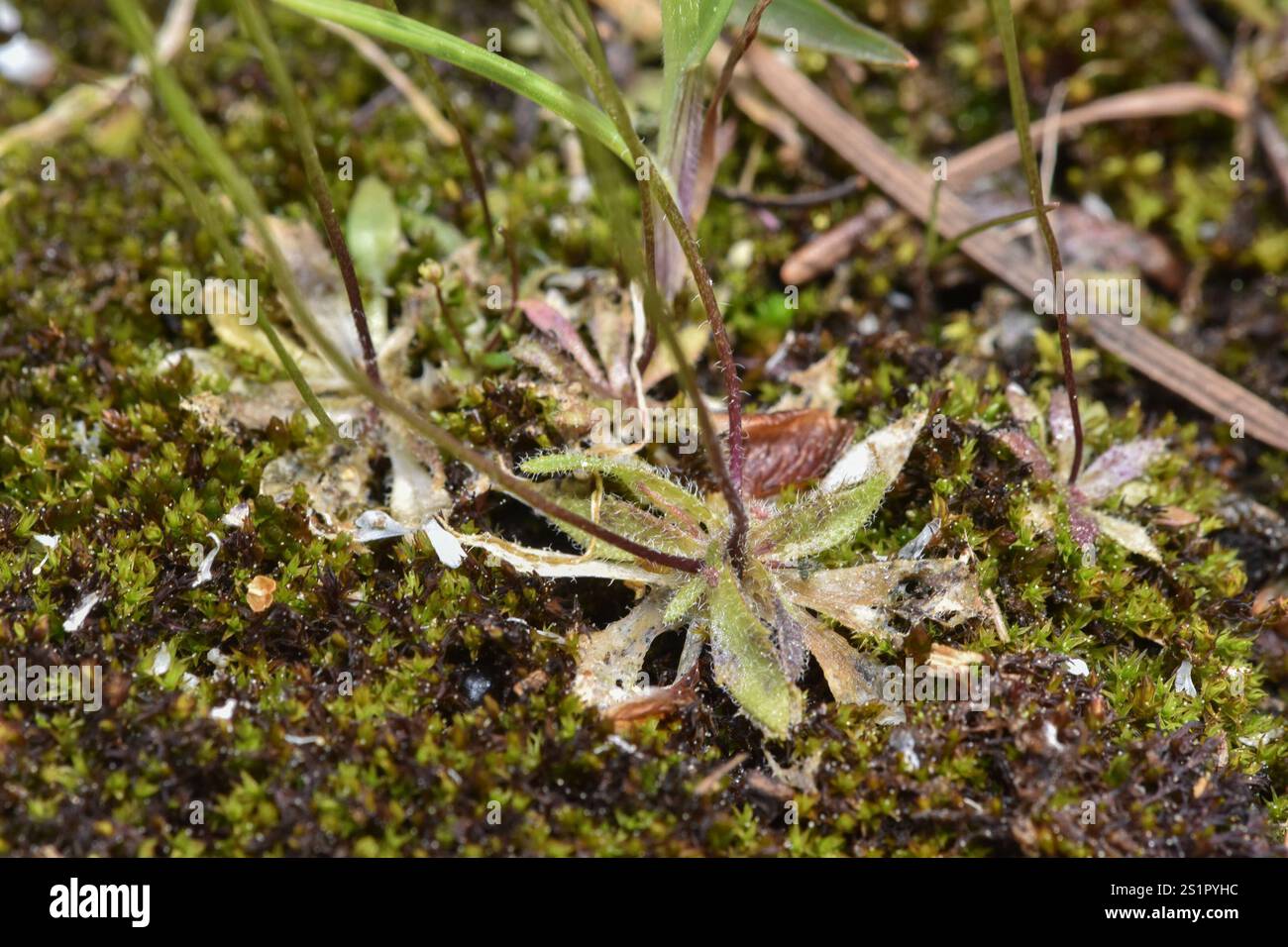 Common Whitlowgrass (Draba verna Stock Photo - Alamy