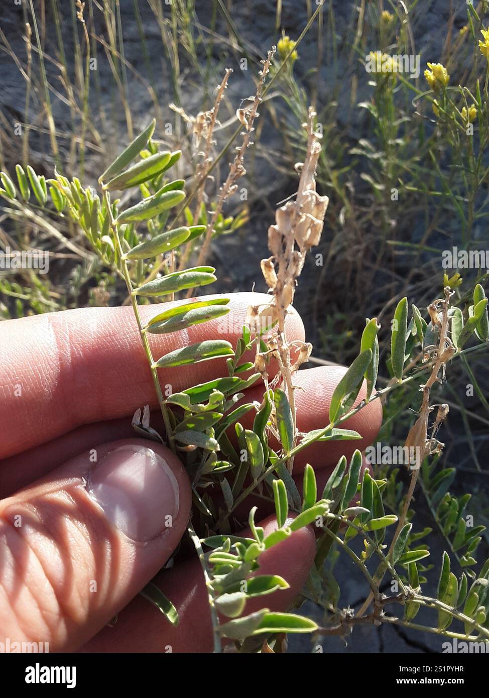 Two-grooved Milkvetch (Astragalus bisulcatus Stock Photo - Alamy