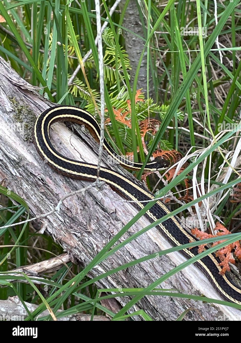 Northern Ribbon Snake (Thamnophis saurita septentrionalis Stock Photo ...