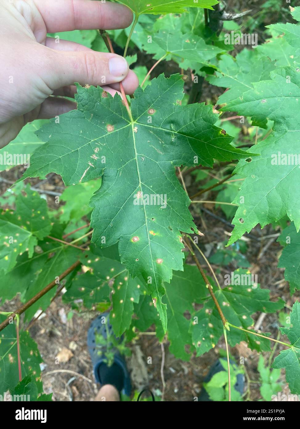 red maple (Acer rubrum Stock Photo - Alamy