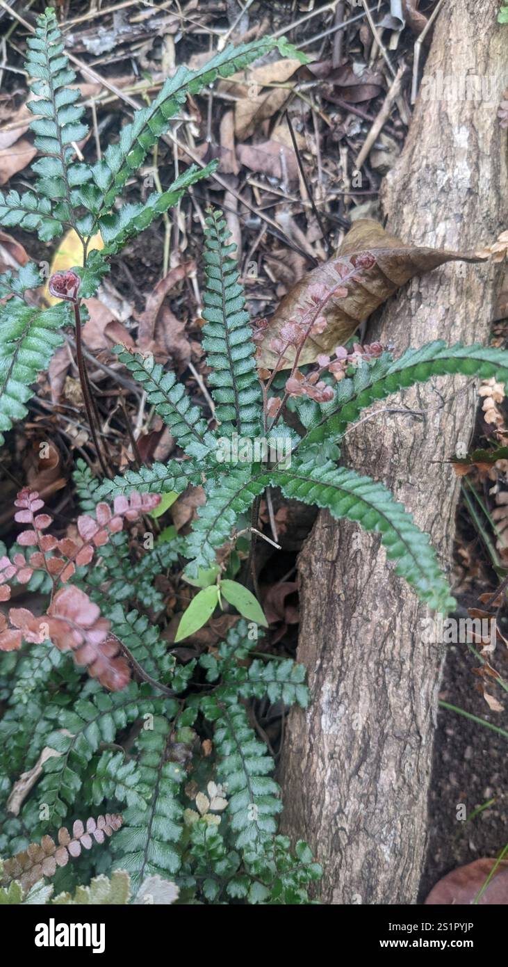 Rough Maidenhair Fern (Adiantum hispidulum Stock Photo - Alamy