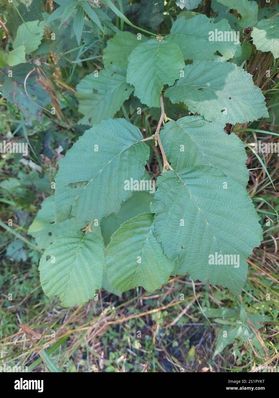 swamp alder (Alnus incana rugosa Stock Photo - Alamy