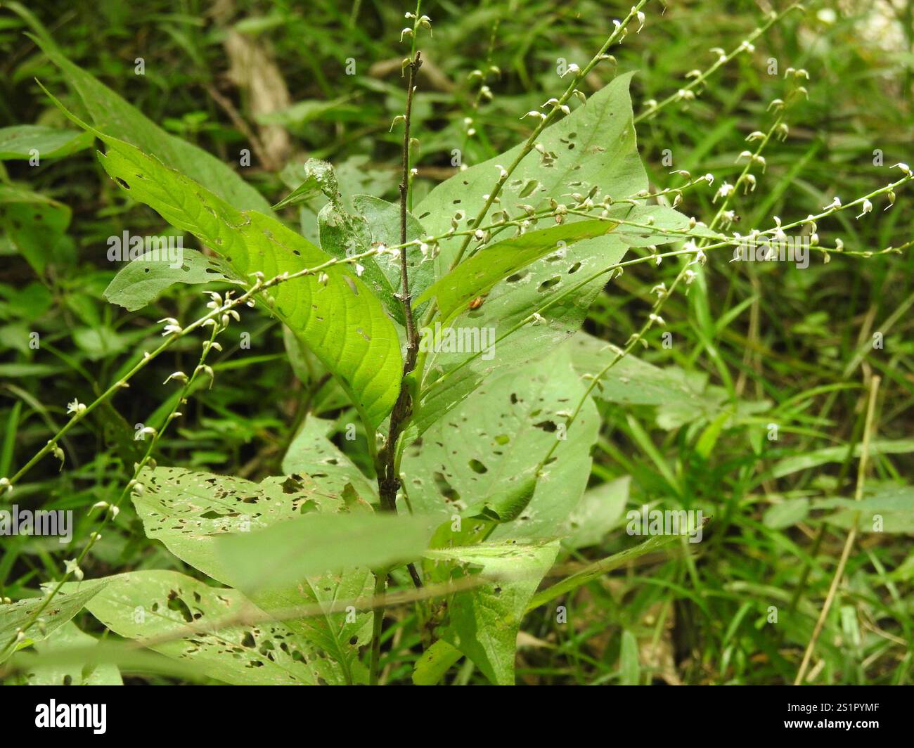 American jumpseed (Persicaria virginiana Stock Photo - Alamy