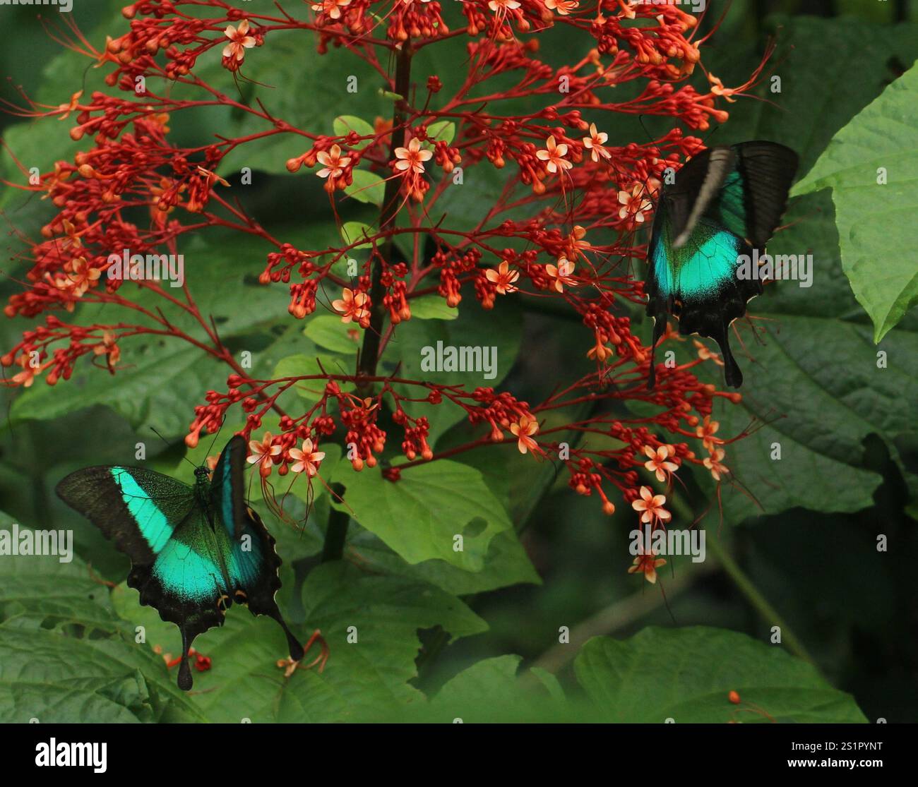 Malabar Banded Peacock Swallowtail (Papilio buddha Stock Photo - Alamy